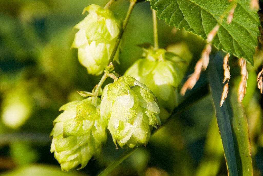 The 4 Pillars Of Beer: Water, Malt, Hops, And Yeast Explained > New To ...